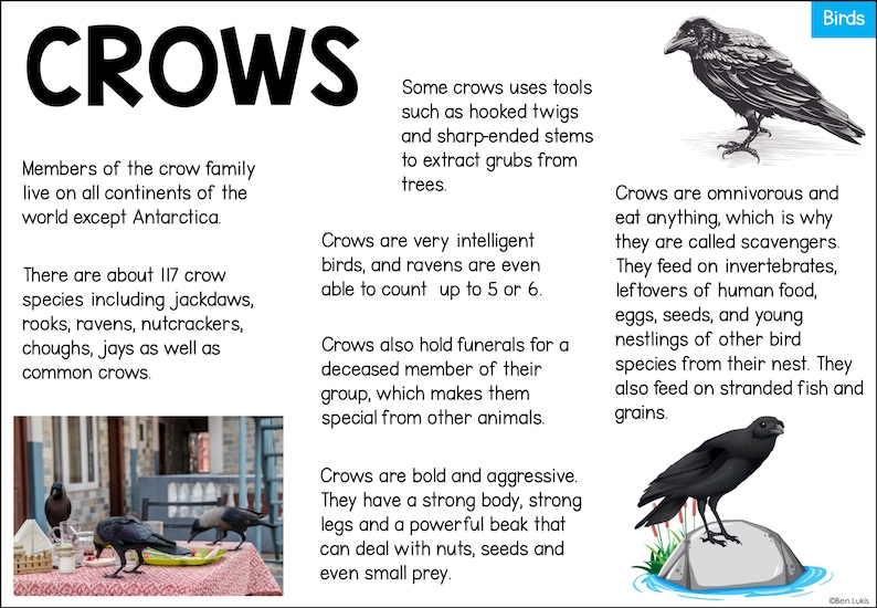 Bird Information Reading Passages Facts About Birds Animal - Etsy Canada