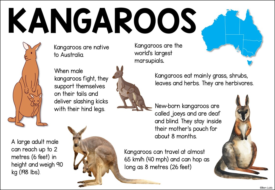 Australian Marsupial Information Text Reading Passages Animal Facts ...