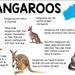 Australian Marsupial Information Text Reading Passages - Etsy
