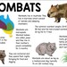 Australian Marsupial Information Text Reading Passages Animal Facts ...
