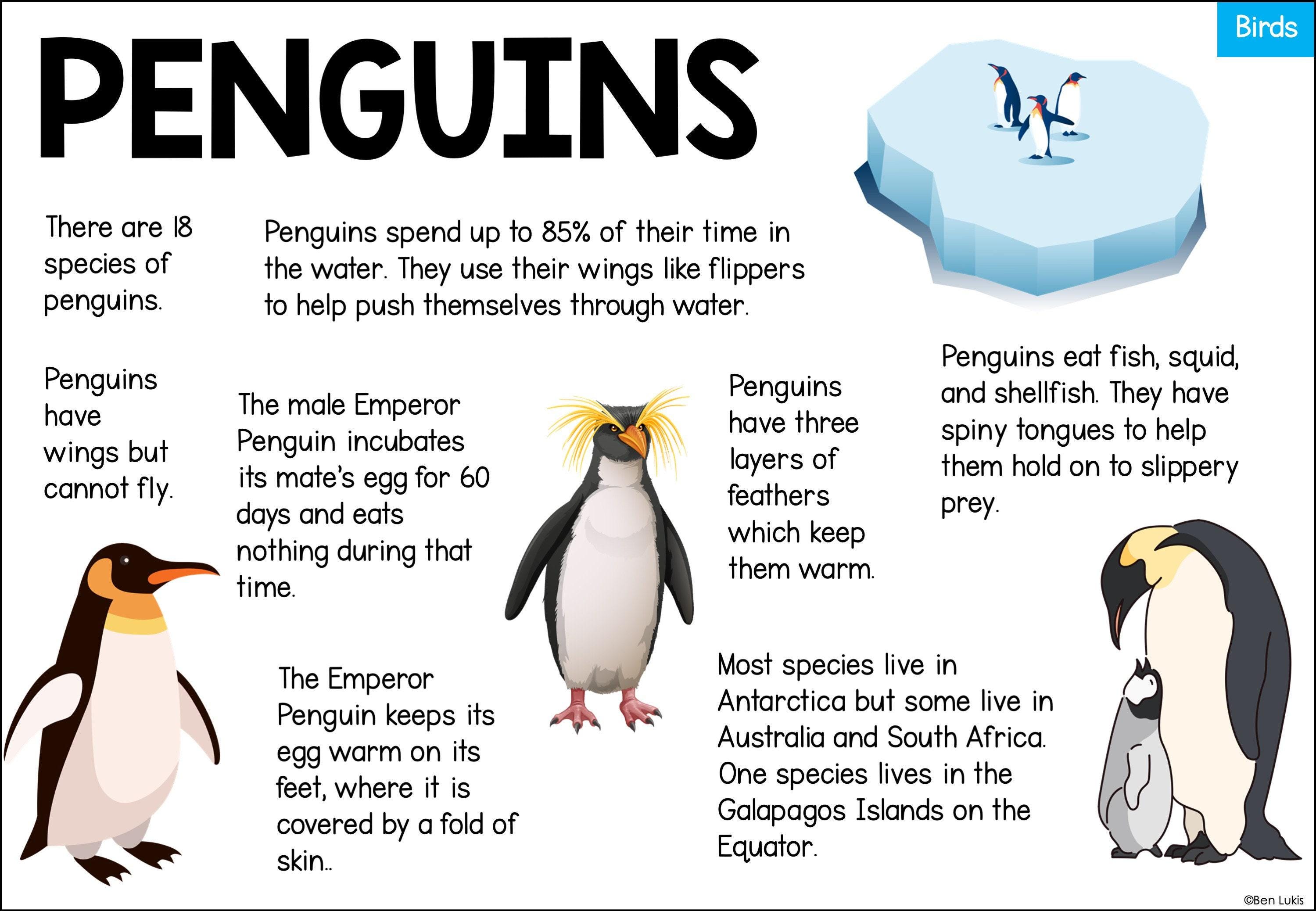 Bird Fact Sheets for Kids, Animal Research, Homeschool Printable (PDF ...