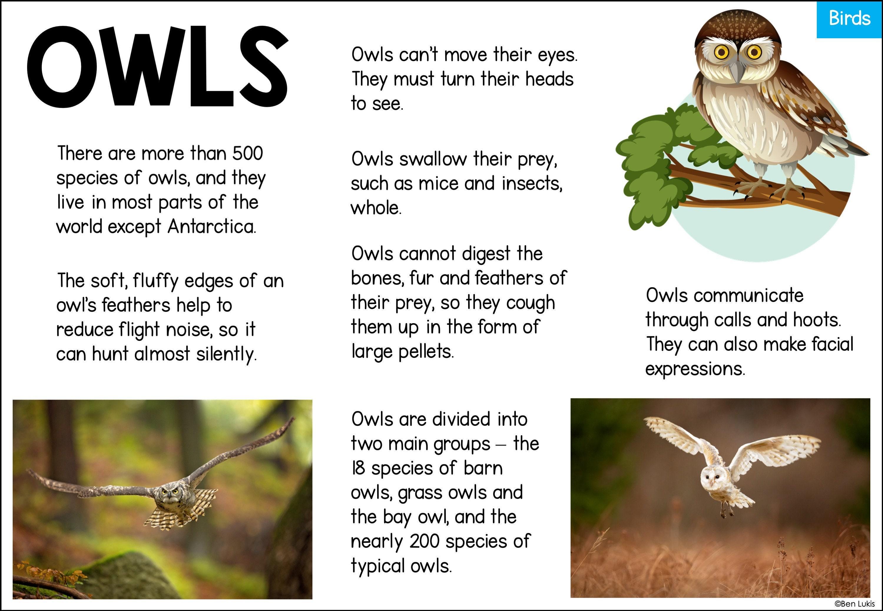 Bird Information Fact Sheets for Kids, Reading Passages About Birds ...