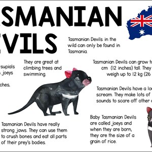 Australian Marsupial Information Text Reading Passages Animal Facts ...