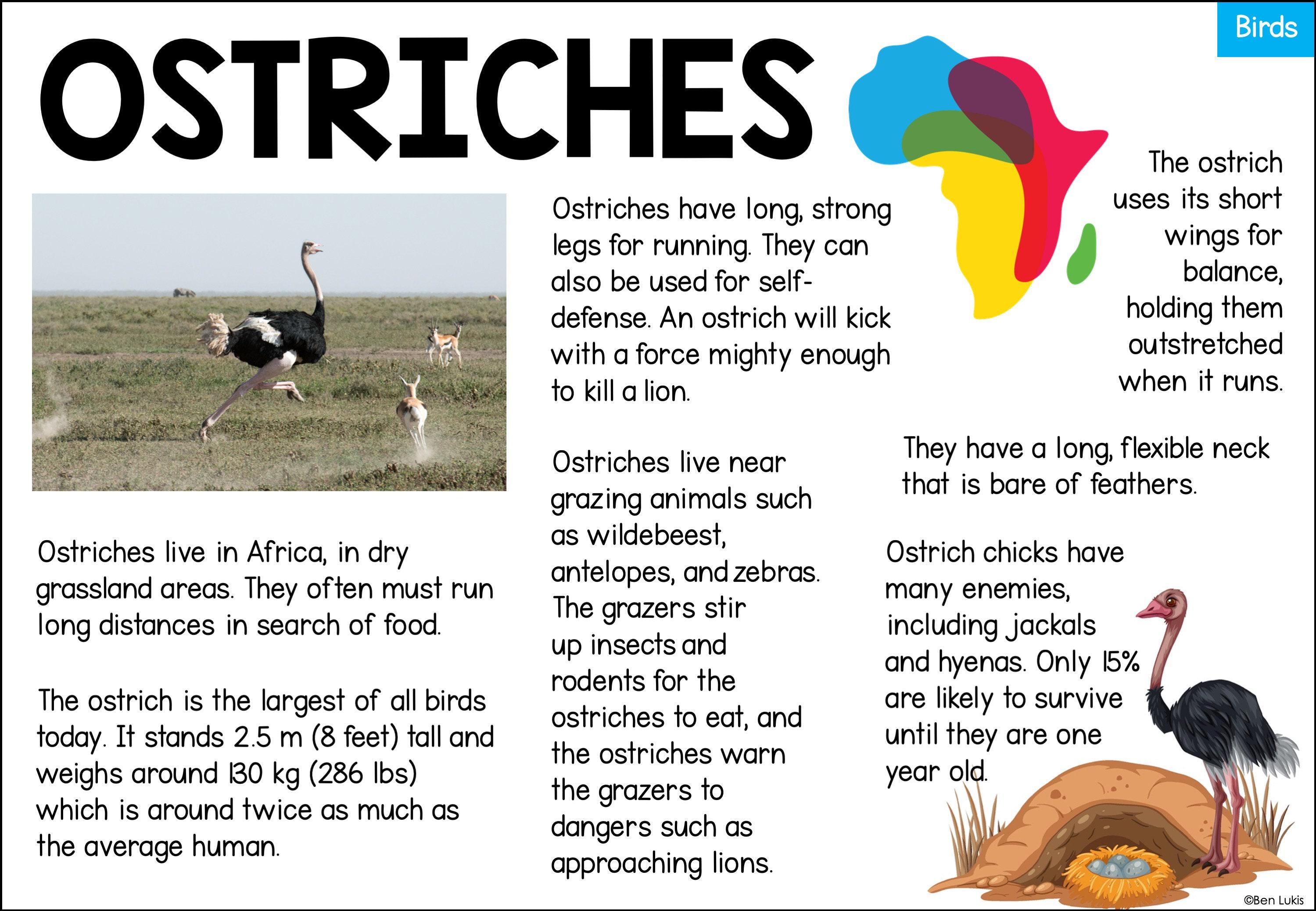 Bird Fact Sheets for Kids, Animal Research, Homeschool Printable (PDF ...
