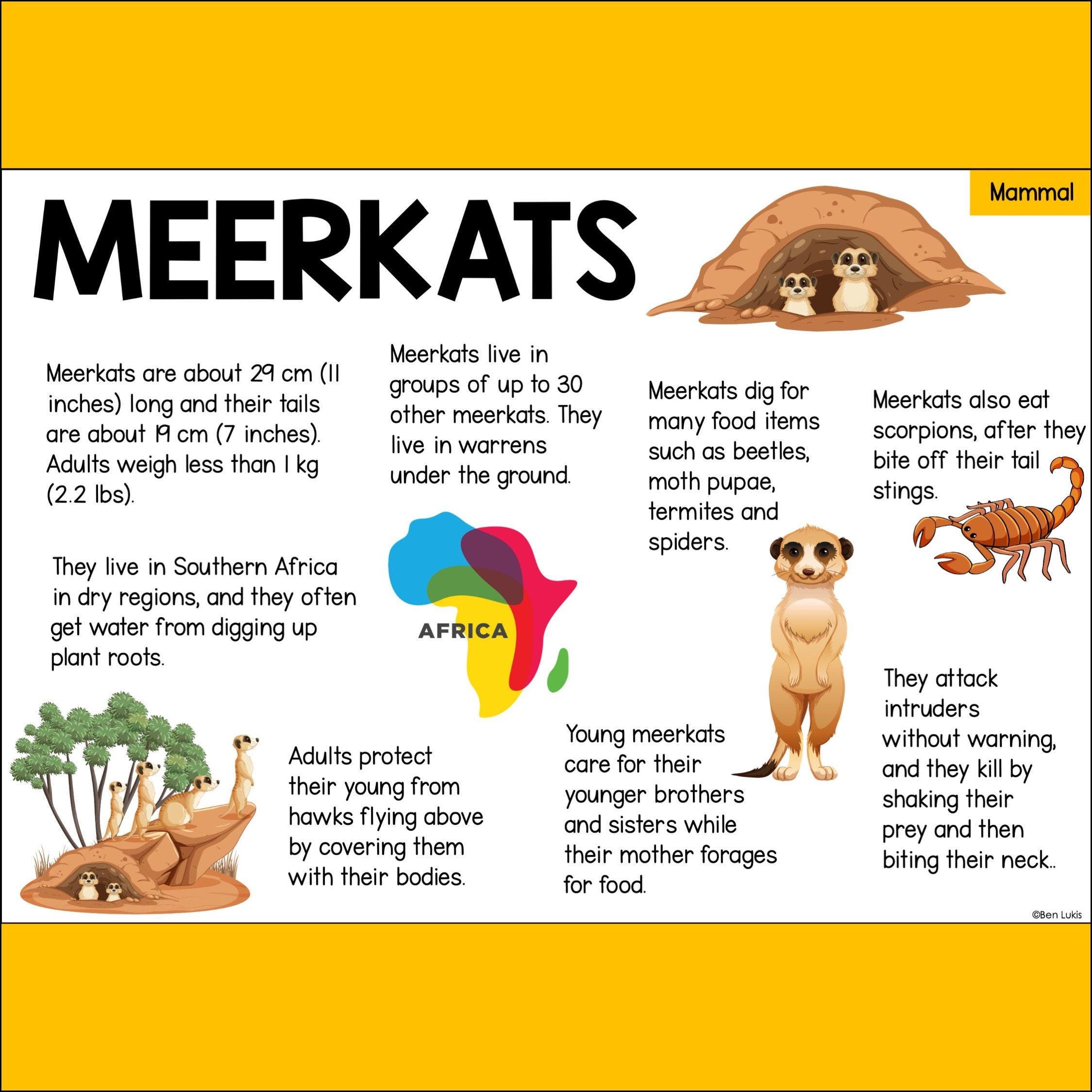 Mammal Information Fact Sheets for Kids, Reading Passages About Mammals ...