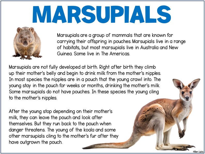 Australian Marsupials Fact Sheets, Homeschool Reading (digital Download ...