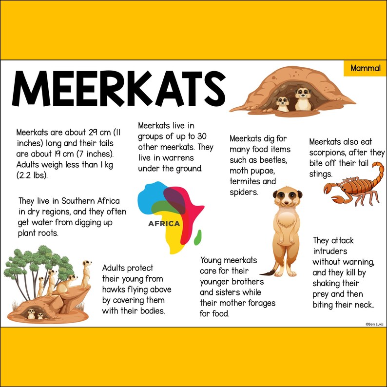 Mammal Information Reading Passages, Mammals Fun Facts, Animal Research ...