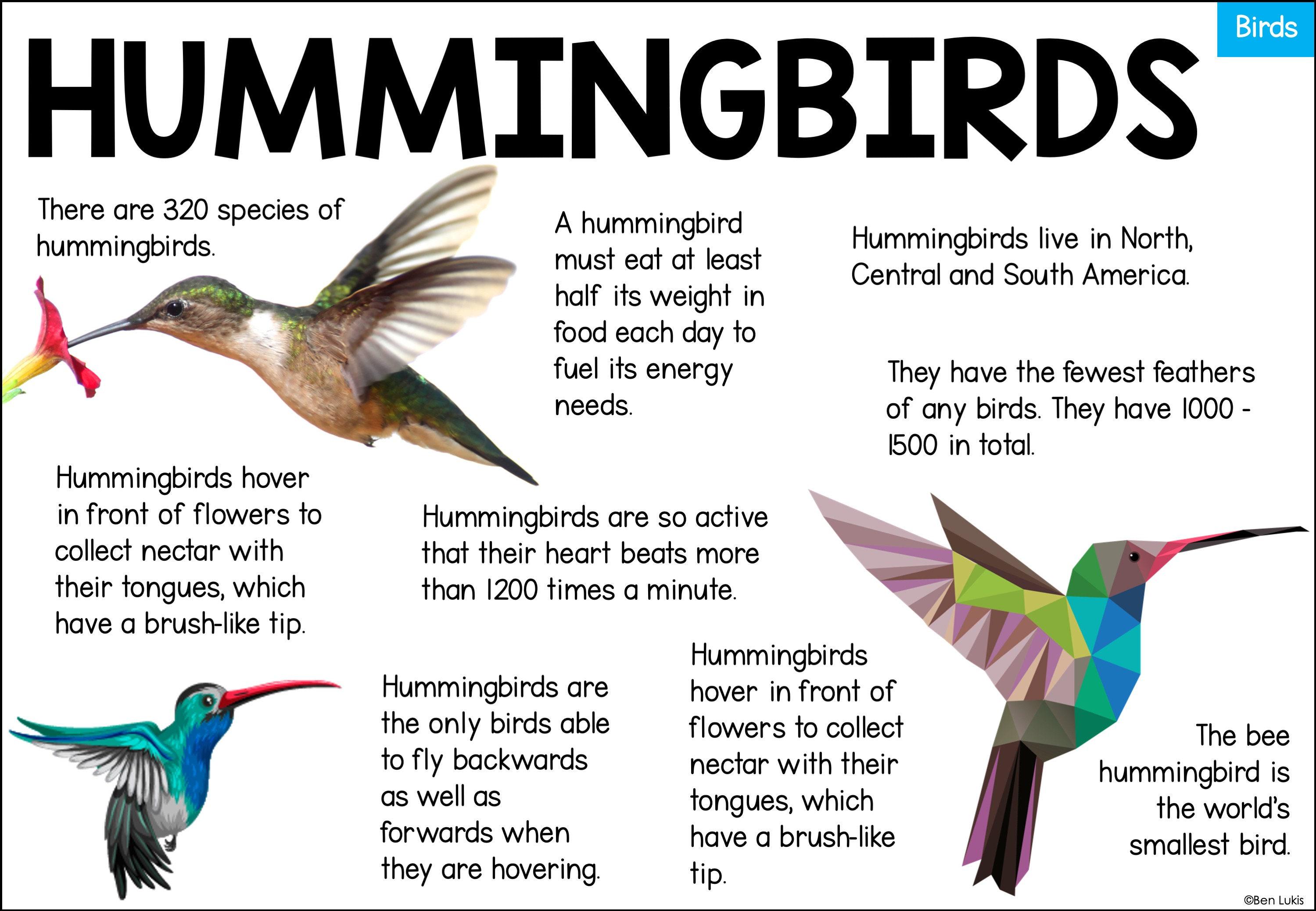 Bird Information Fact Sheets for Kids, Reading Passages About Birds ...