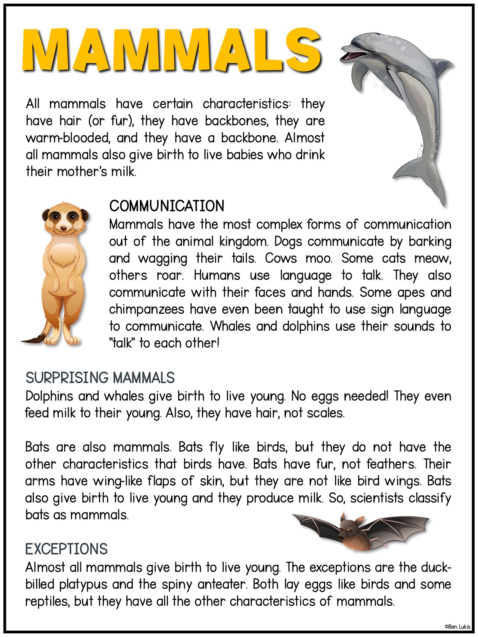 Educational Escape Room Game, Printable Mammals Themed Activity, Kids ...