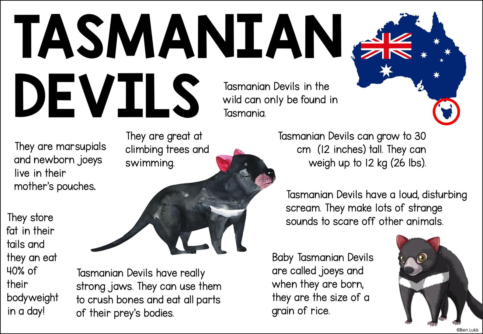 Australian Marsupial Information Text Reading Passages Animal Facts ...