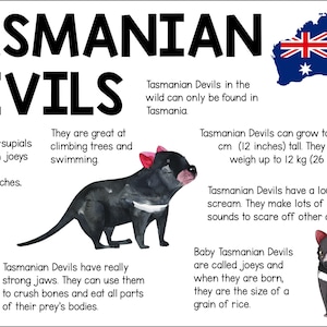 Australian Marsupial Information Text Reading Passages Animal Facts ...