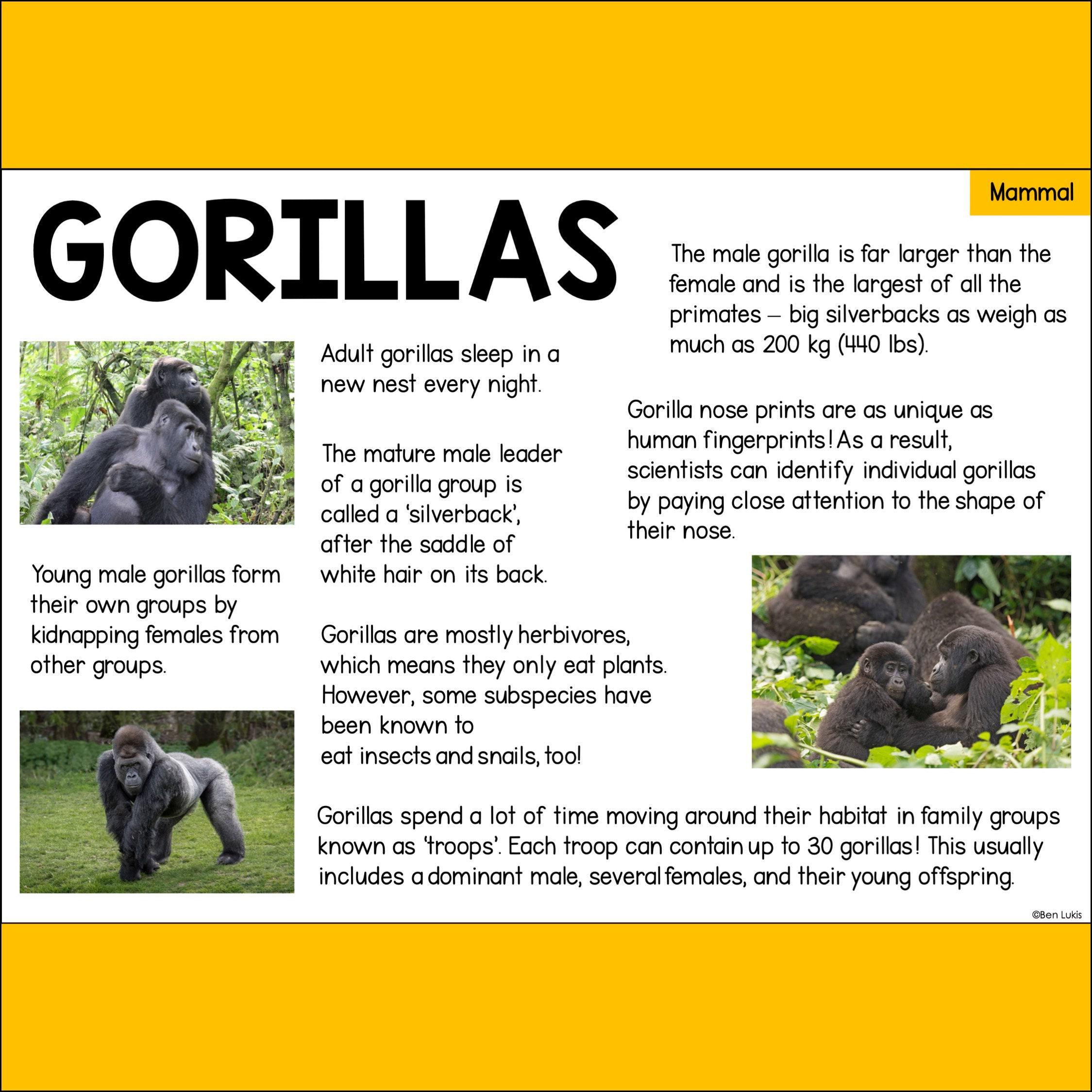 Mammal Fact Sheets for Kids, Animal Research Texts (printable PDF) - Etsy