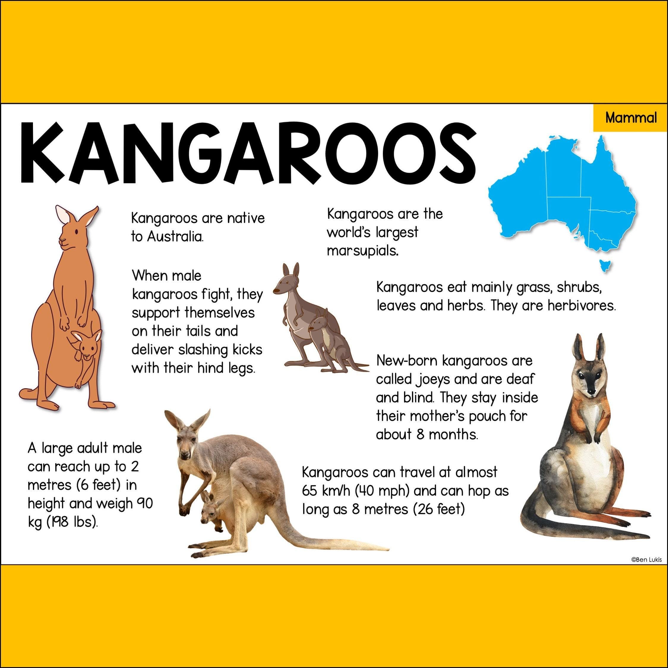 Mammal Fact Sheets for Kids, Animal Research Texts (printable PDF) - Etsy
