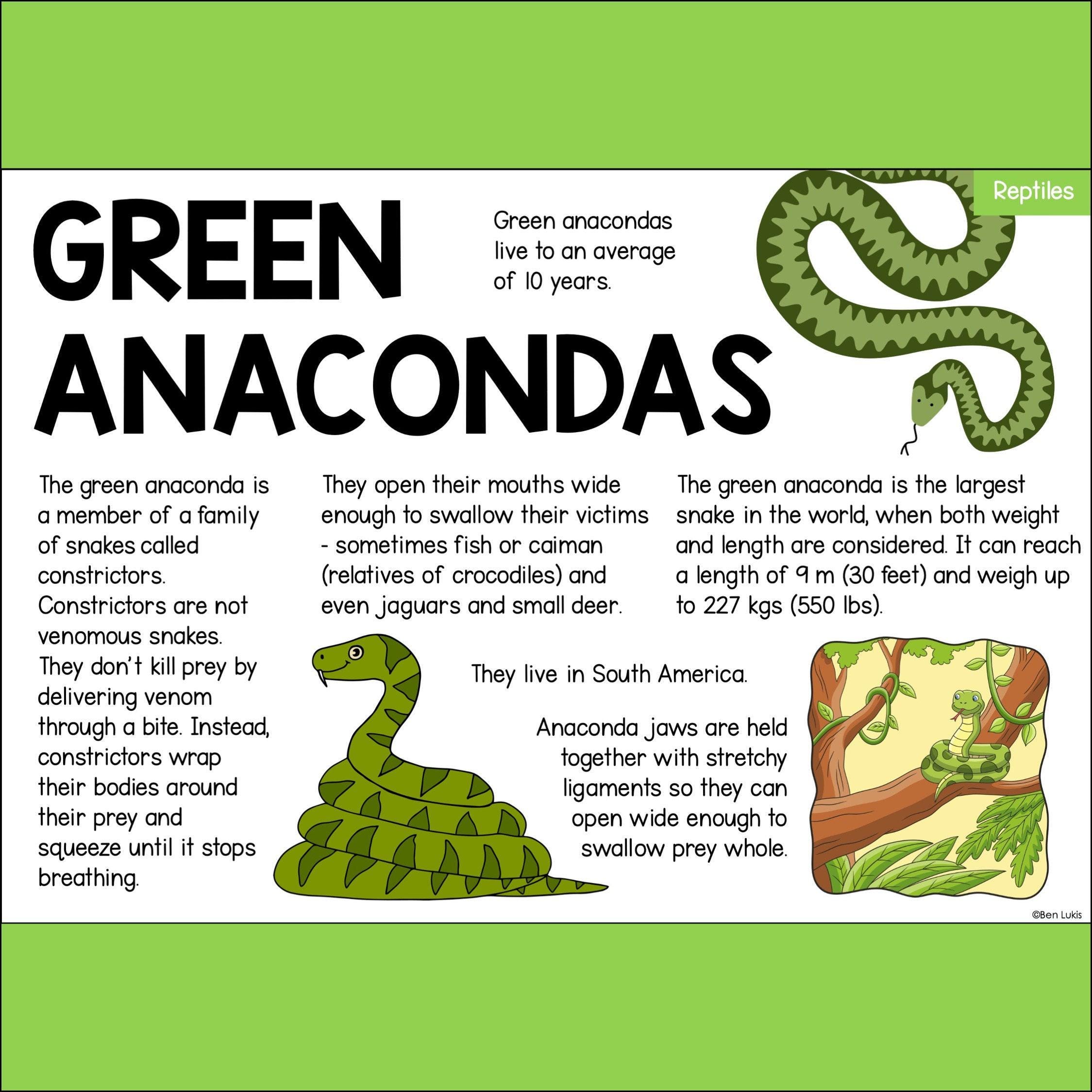 Reptile Information Fact Sheets for Kids, Reading Passages Fun Facts ...