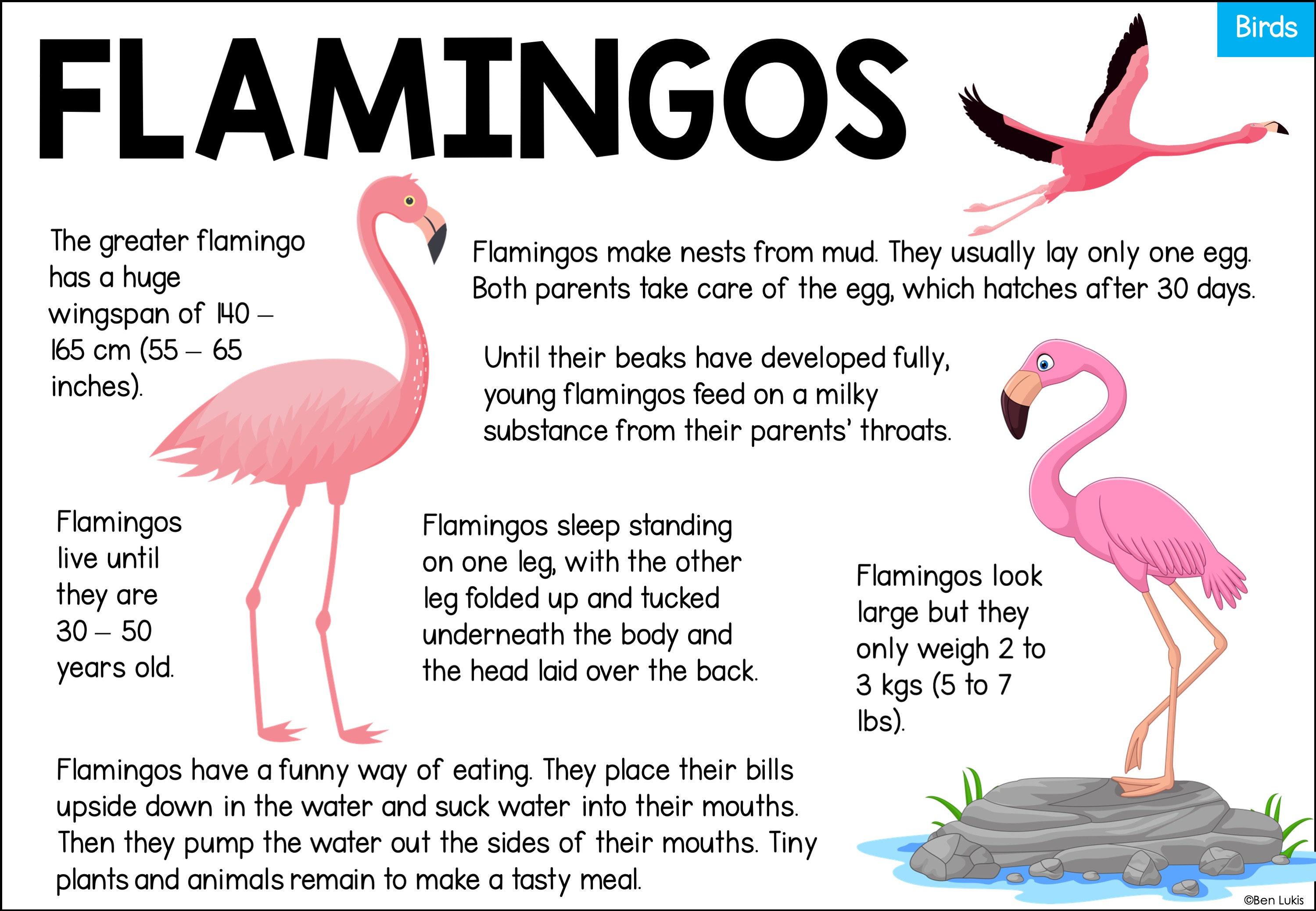 Bird Information Fact Sheets for Kids, Reading Passages About Birds ...