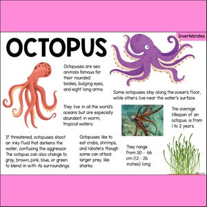 Invertebrates Information Text Bundle, Educational Digital Download ...