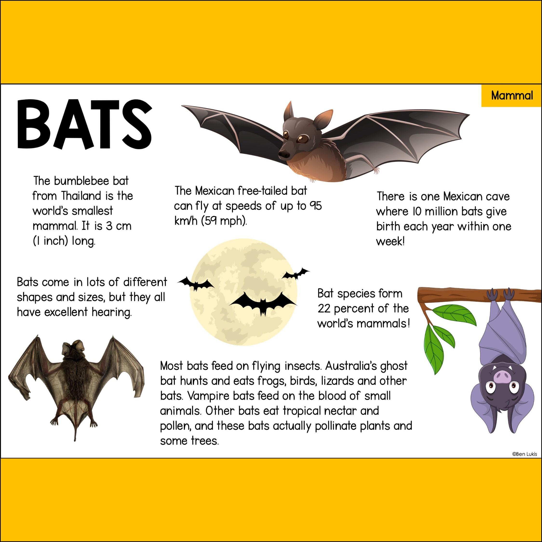 Mammal Fact Sheets for Kids, Animal Research Texts (printable PDF) - Etsy