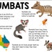 Australian Marsupial Information Text Reading Passages Animal Facts ...
