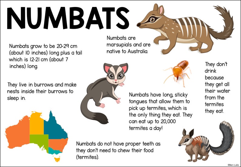 Australian Marsupial Information Text Reading Passages Animal Facts ...
