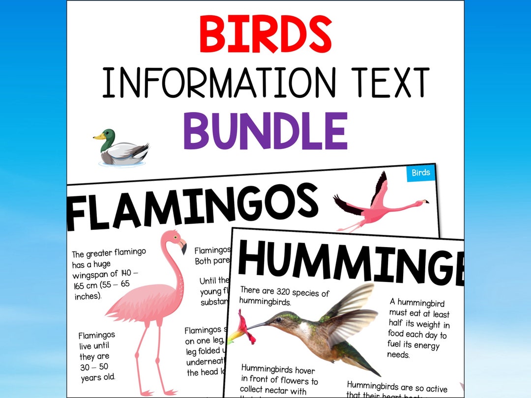 Bird Information Reading Passages, Facts About Birds, Animal Research ...