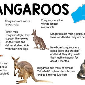 Australian Marsupial Information Text Reading Passages Animal Facts ...