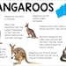 Australian Marsupial Information Text Reading Passages Animal Facts ...