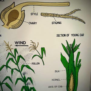 Vintage Botanical Science Chart Pollination ~ WM Welch Scientific ...