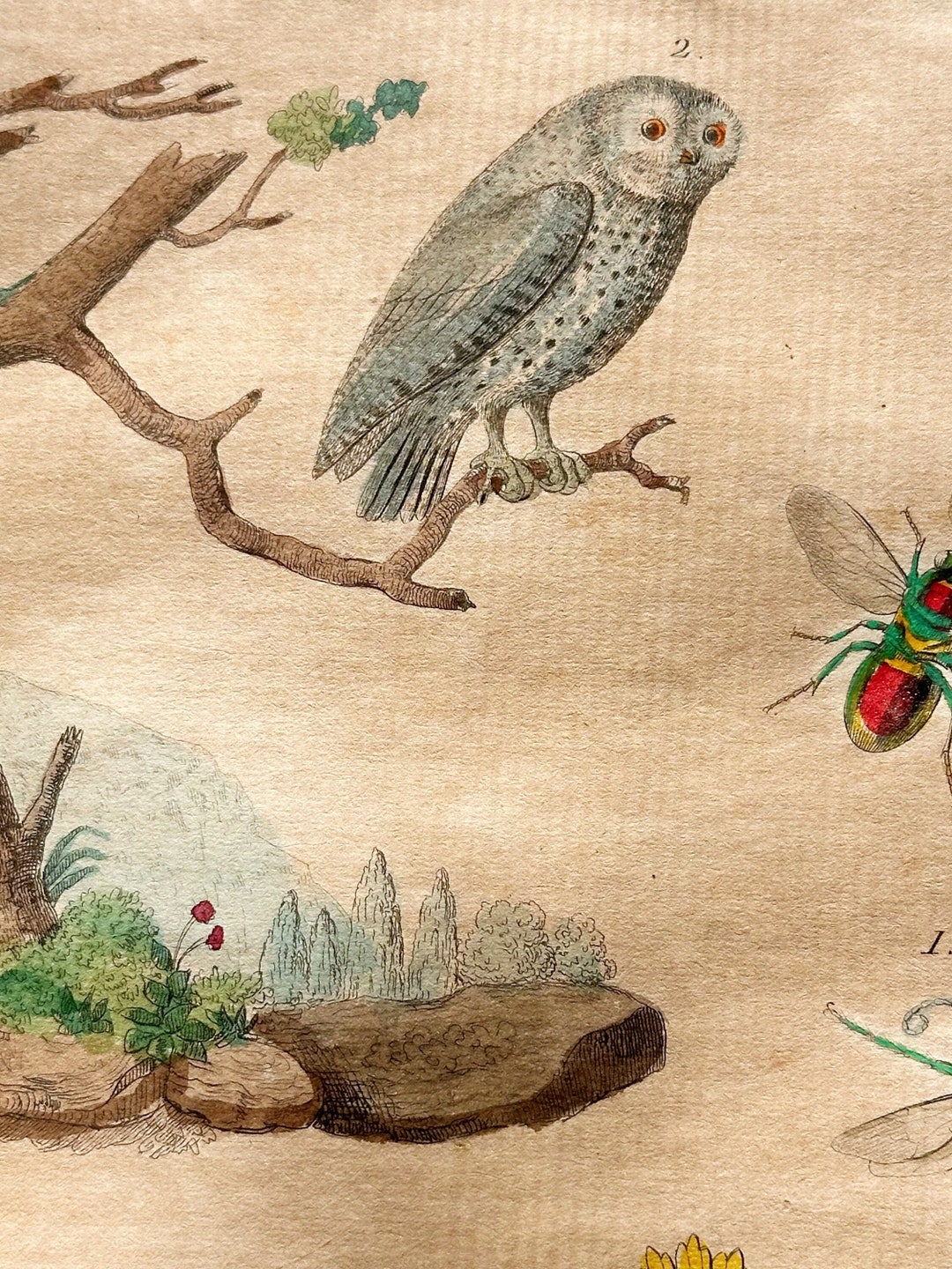 Antique Engraving With Hand Coloring Chrysantheme, Chouette / Owl, Wasp ...