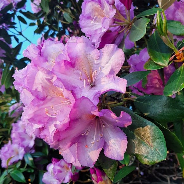 Rhododendron Seeds - Etsy