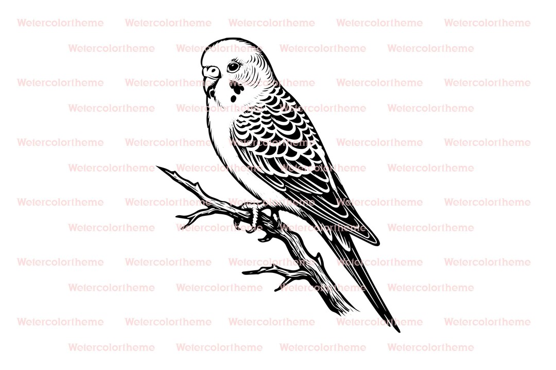 Budgie Bird Svg,budgie Svg,budgie Clipart,budgie Bird Png,budgie Clip ...