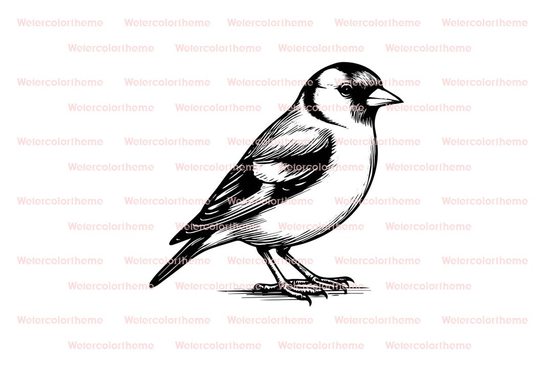 Finch Clipart,finch Bird Png,cute Finch Clipart,finch Line Art Svg ...