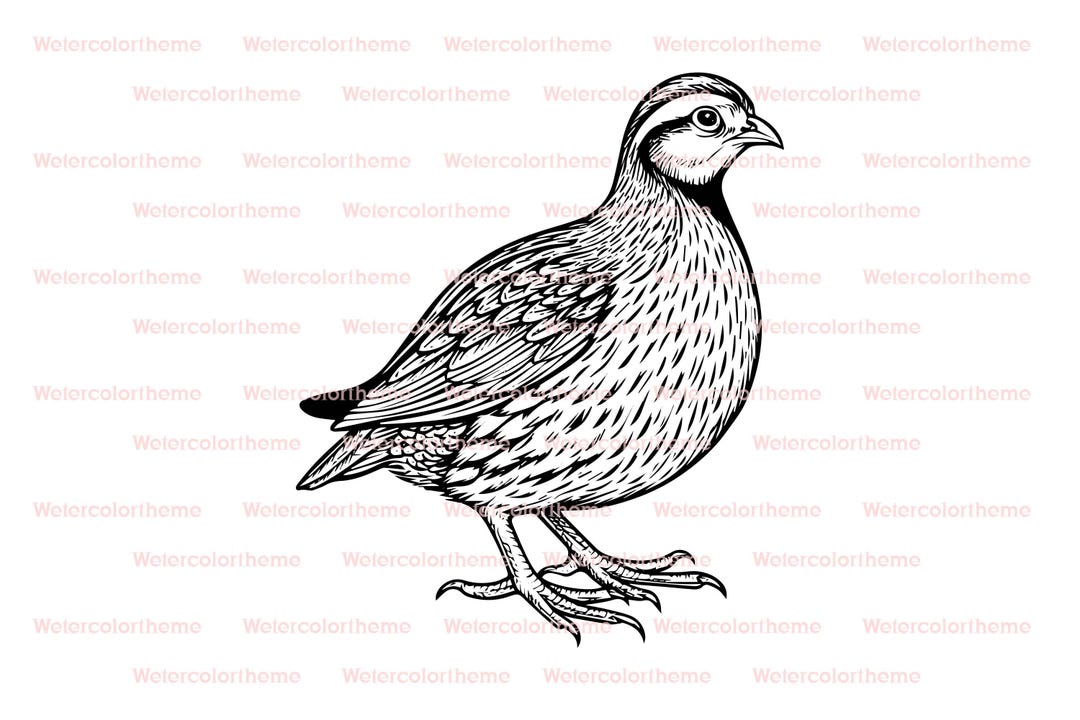 Quail Clipart,quail Svg,quail Dxf,quail Bird Clipart,quail Bird Png ...