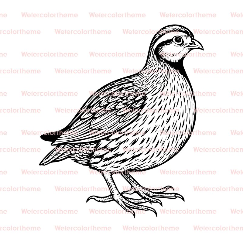 Quail Birds - Etsy