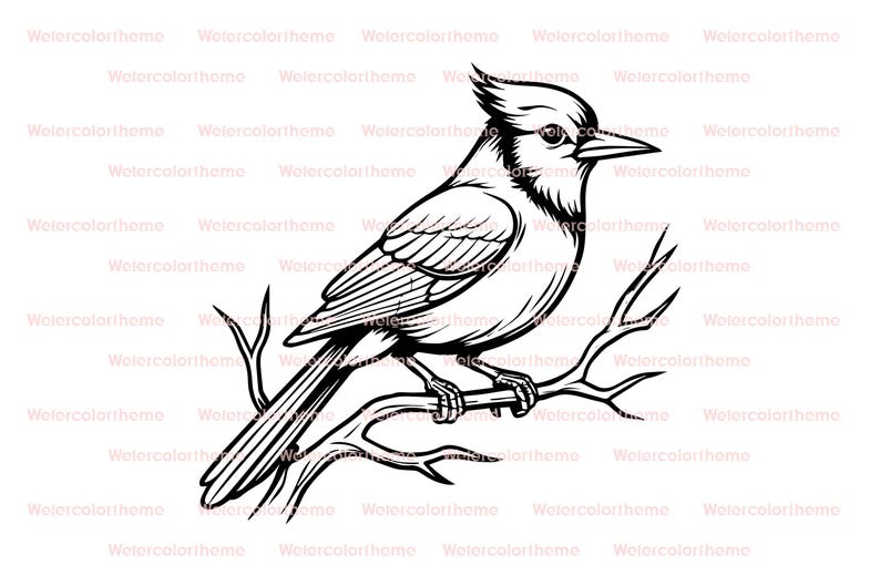 Blue Jay Clipart,blue Jay Silhouette,blue Jay Line Art,blue Jay Vector ...