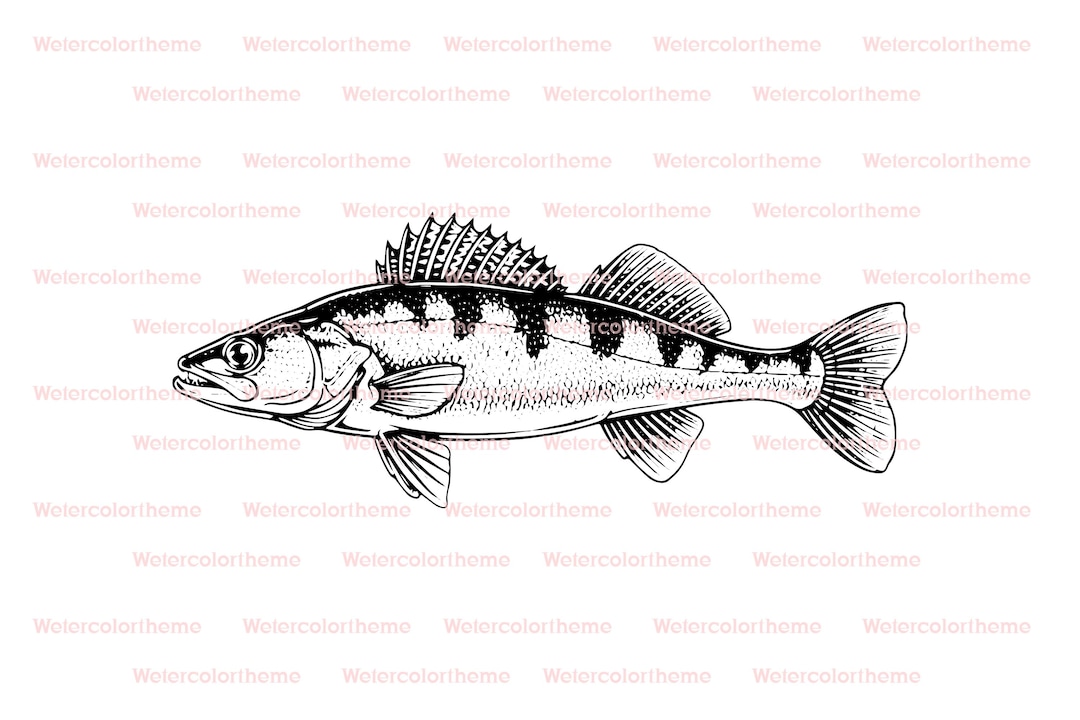 Walleye Fish Svg,walleye Fish Vector,walleye Silhouette,walleye Cut ...