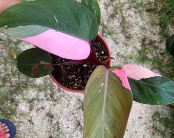 Pink Princess Monstera - Etsy