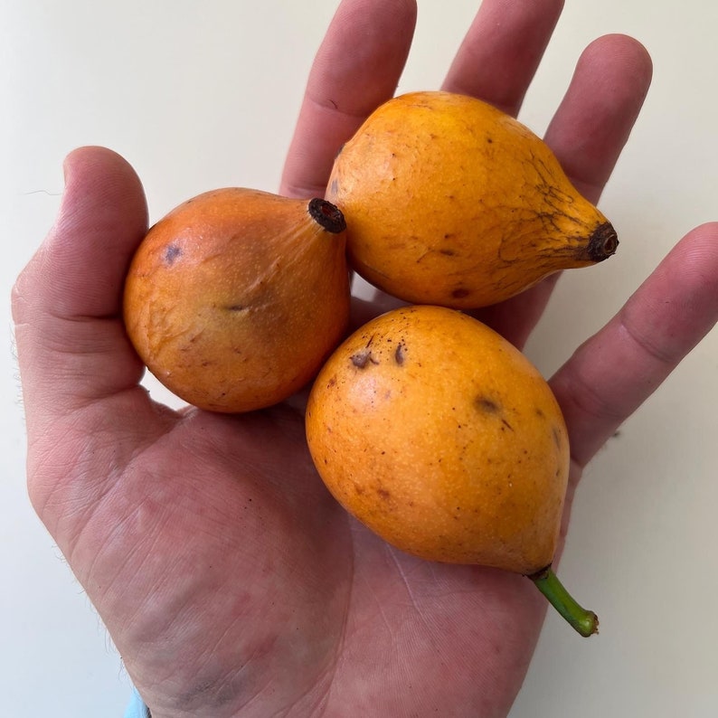 Achacha 4 Seeds Achachiru Bolivian Mangosteen Garcinia Humilis Fresh ...