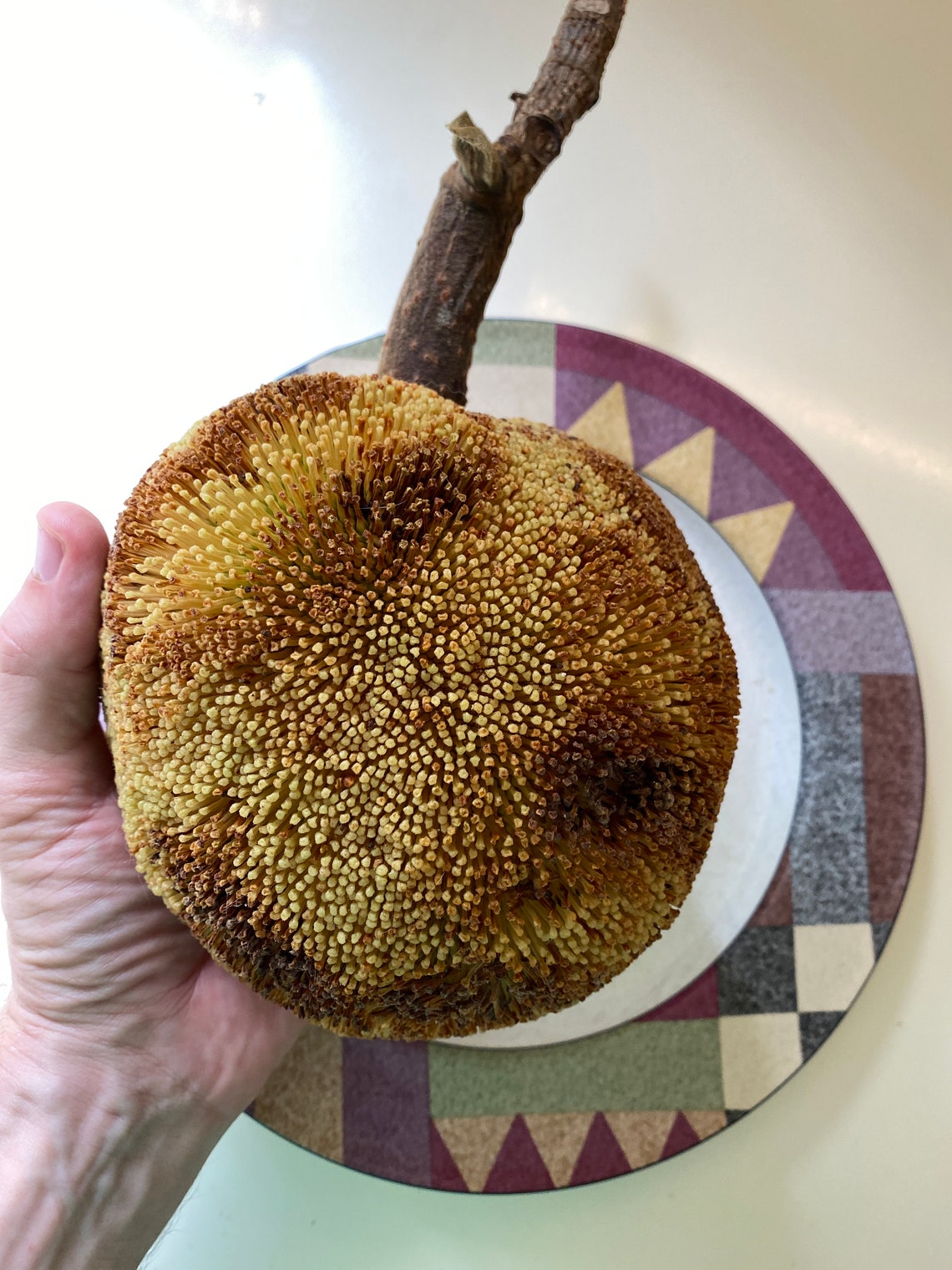 Marang Seeds Terap Artocarpus Odoratissimus Tropical - Etsy