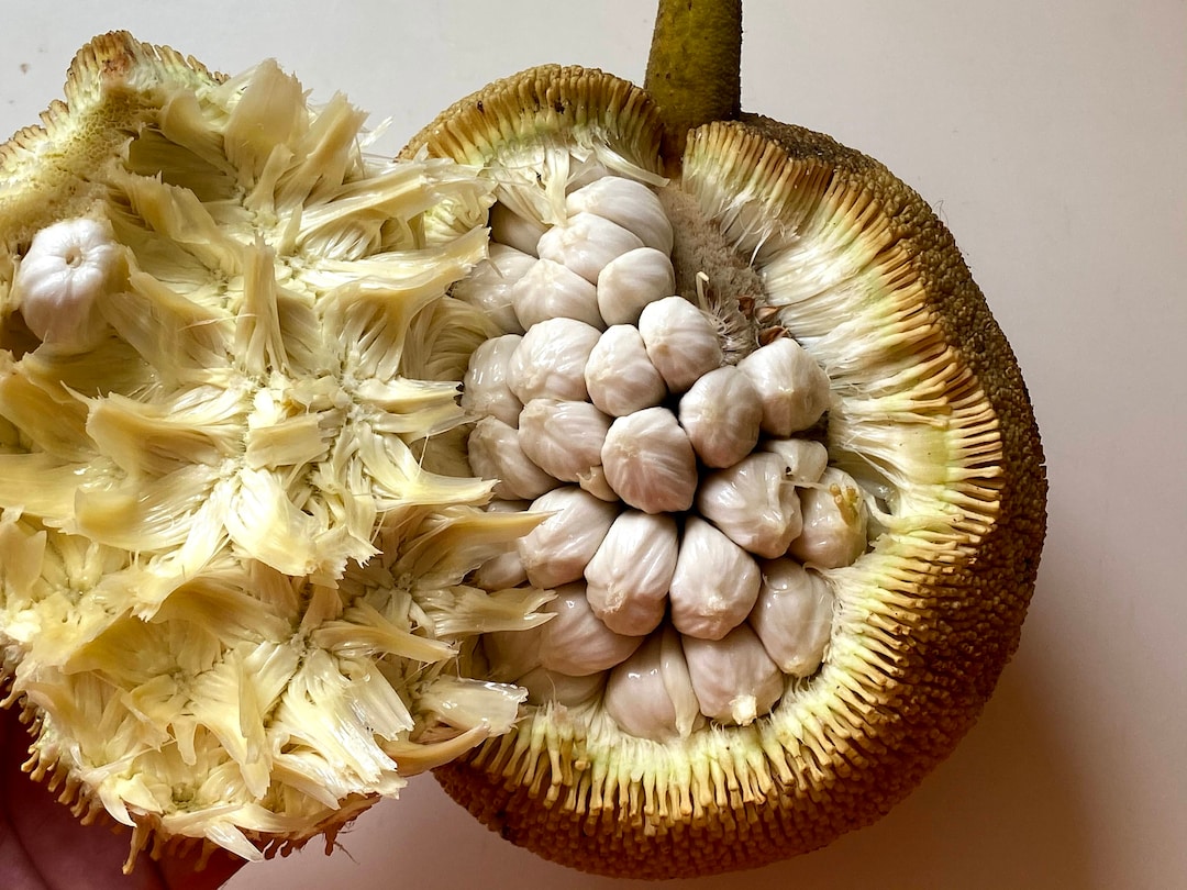 Marang Seeds Terap Artocarpus Odoratissimus Tropical Fruit Tree Seeds ...