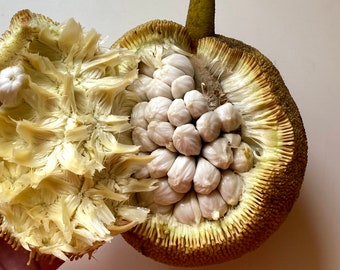 Marang Artocarpus Odoratissimus Terap Borneo Tropical Fruit Potted Tree ...