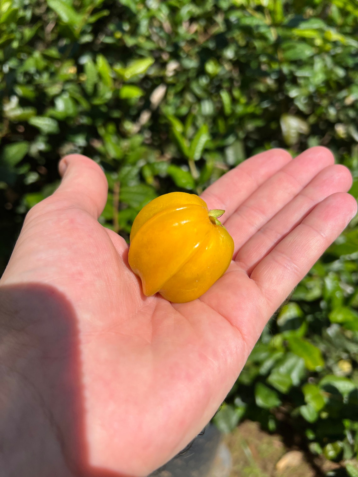 Pitangatuba Seeds - Eugenia Selloi - Star Cherry - Tropical Fruit Tree ...