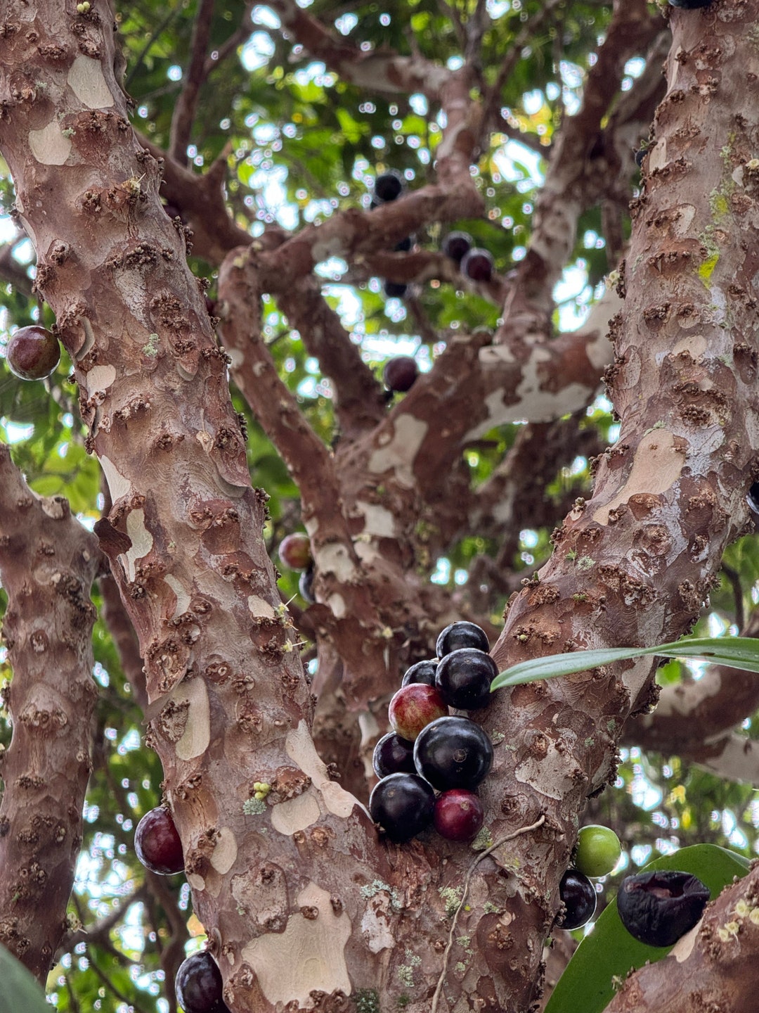 50 Sabara Plinia Jaboticaba Seeds - Etsy