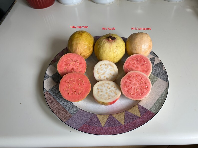 Red Apple Guava Fresh Seeds From Hawaii - Etsy