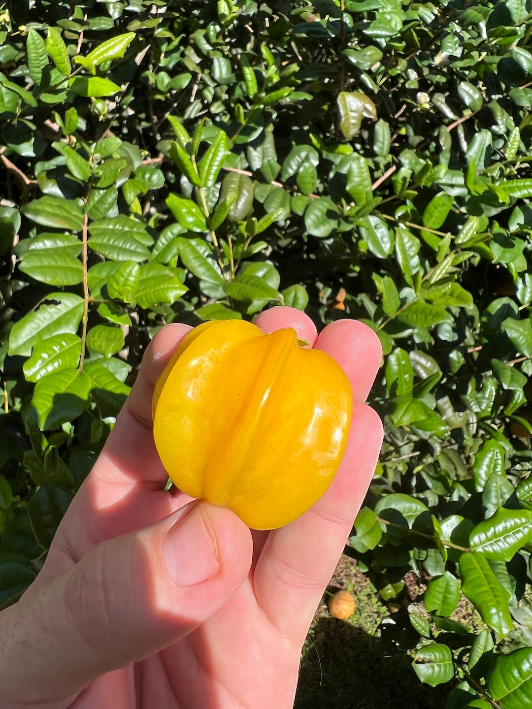 Pitangatuba Seeds - Eugenia Selloi - Star Cherry - Tropical Fruit Tree ...