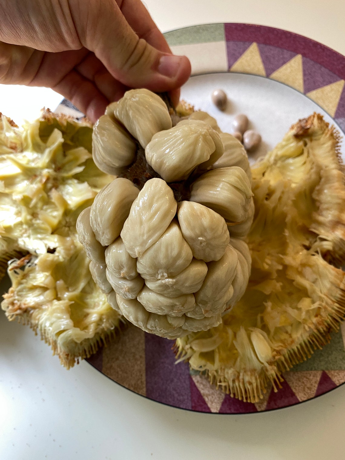 Marang Seeds Terap Artocarpus Odoratissimus Tropical - Etsy
