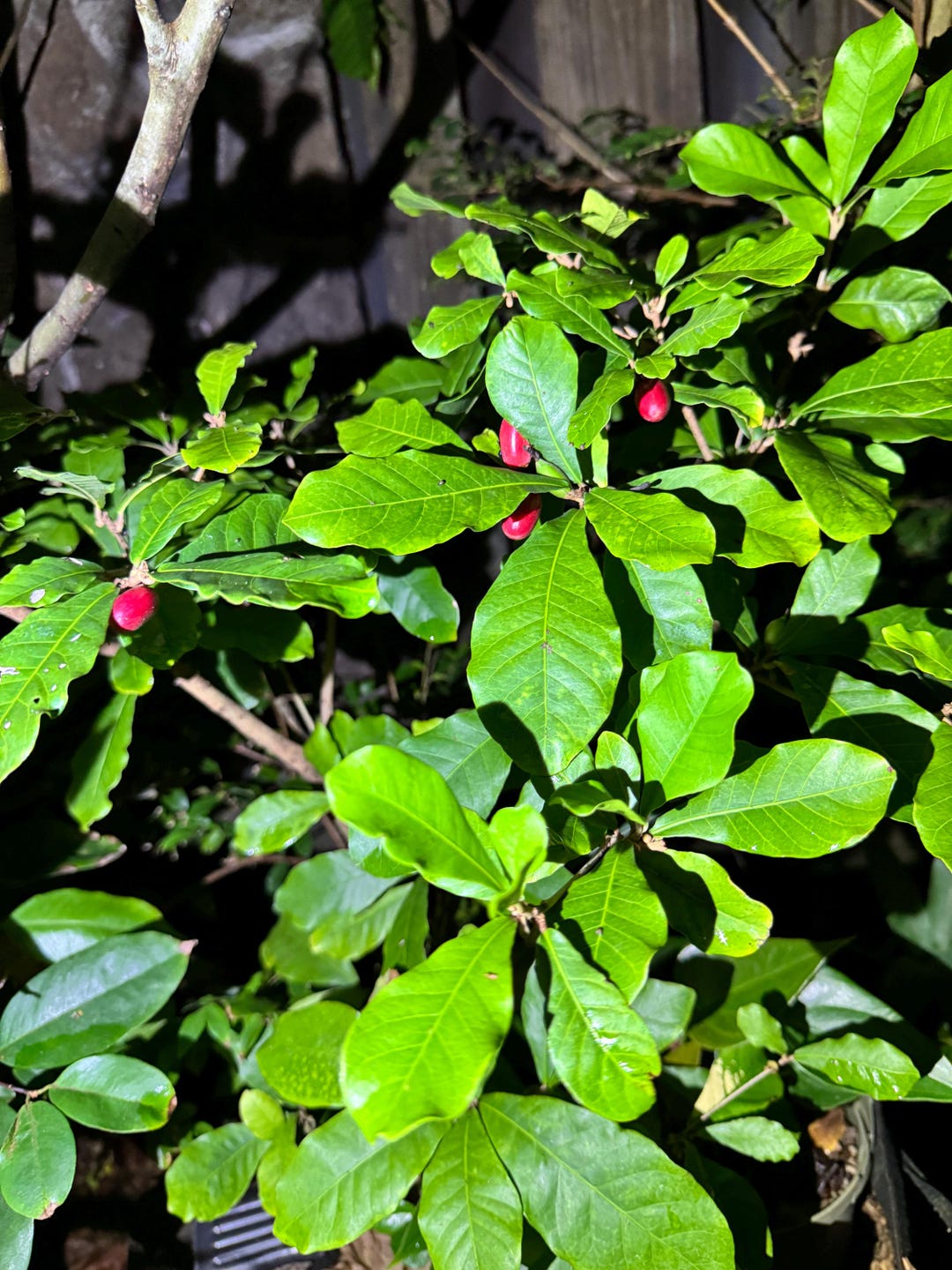 Miracle Fruit - Miracle Berry - Fresh Seeds - Synsepalum Dulcificum ...