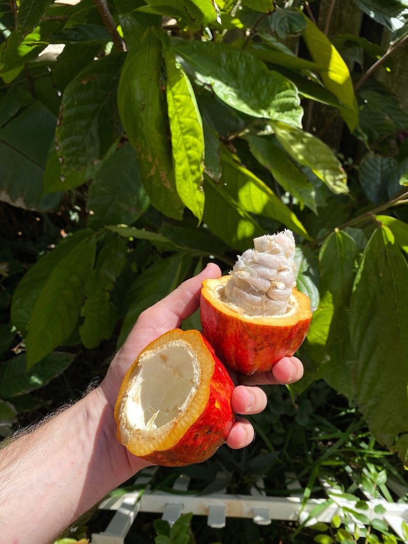 Fresh Cacao Seeds – Rare Criollo Hybrid, Theobroma Cacao From Hawaii - Etsy