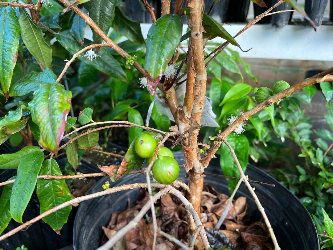 Axp "white" Jaboticaba Seeds - Suspected Aureana X Phitrantha Cross ...