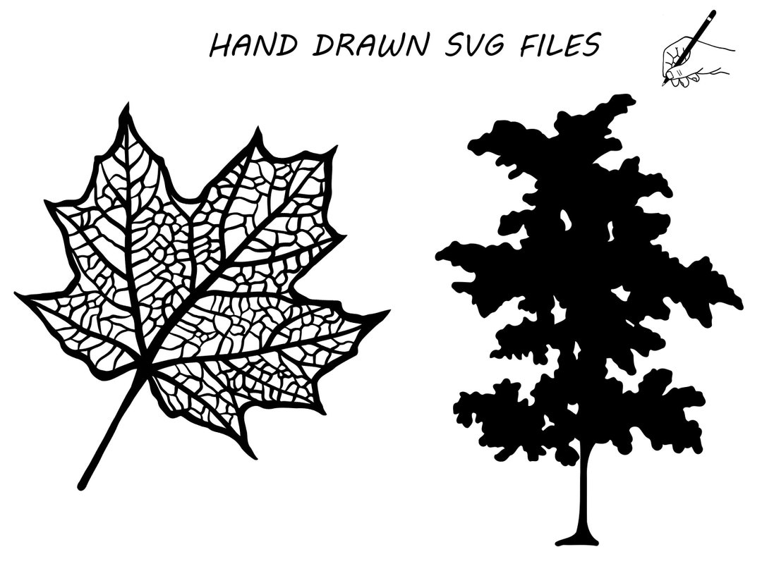 Sugar Maple Hand Drawn SVG, Sugar Maple Decal Stencil, Sugar Maple ...
