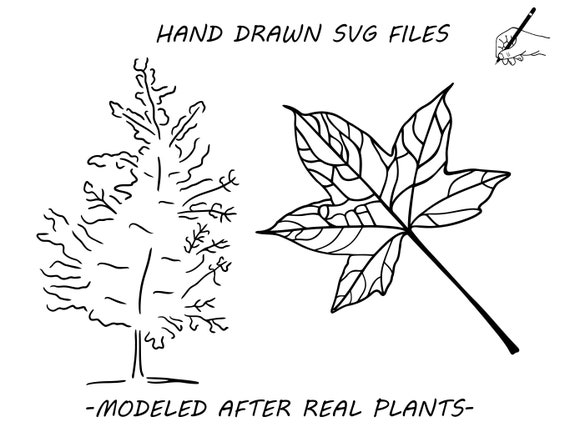 Sweetgum Leaf Tree Hand Drawn SVG/DXF Sweetgum Stencil | Etsy